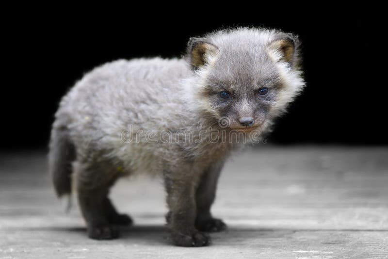 Baby Fox Stock Photos - Download 4,956 Royalty Free Photos