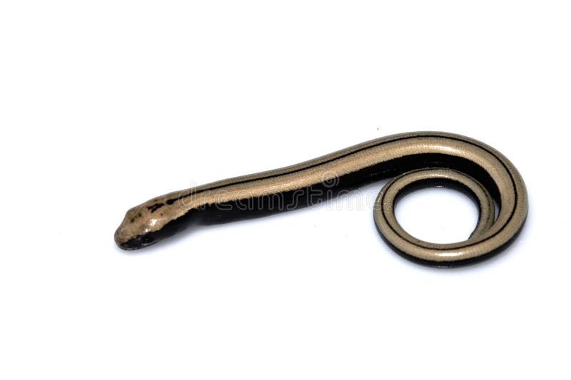 Close Up of a Baby Slow Worm Snake Isolated on a White Background Stock ...