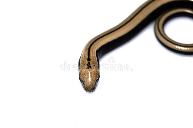 Close Up of a Baby Slow Worm Snake Isolated on a White Background Stock ...