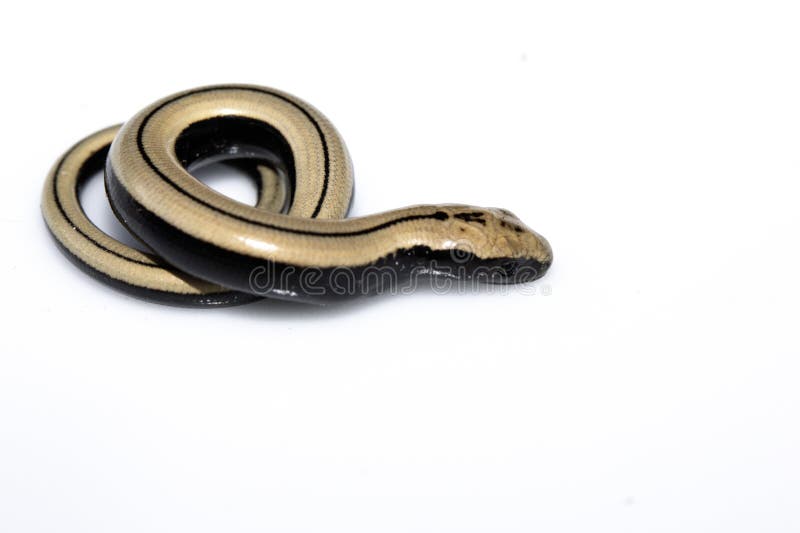 Close Up of a Baby Slow Worm Snake Isolated on a White Background Stock ...