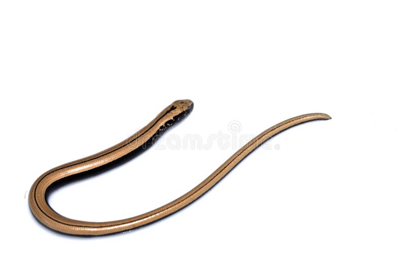 Close Up of a Baby Slow Worm Snake Isolated on a White Background Stock ...
