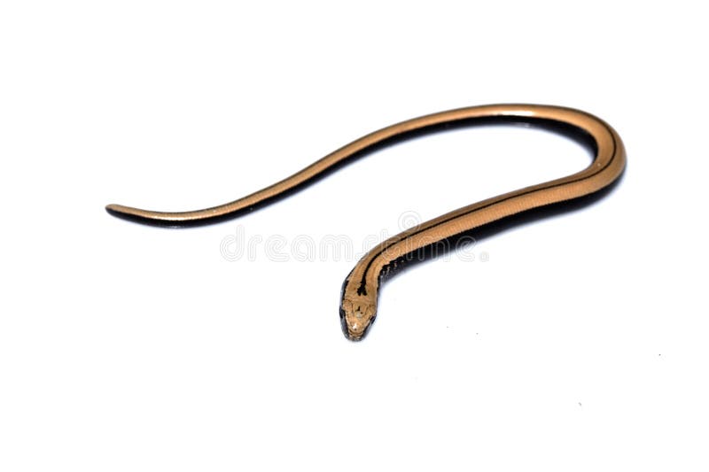 Close Up of a Baby Slow Worm Snake Isolated on a White Background Stock ...