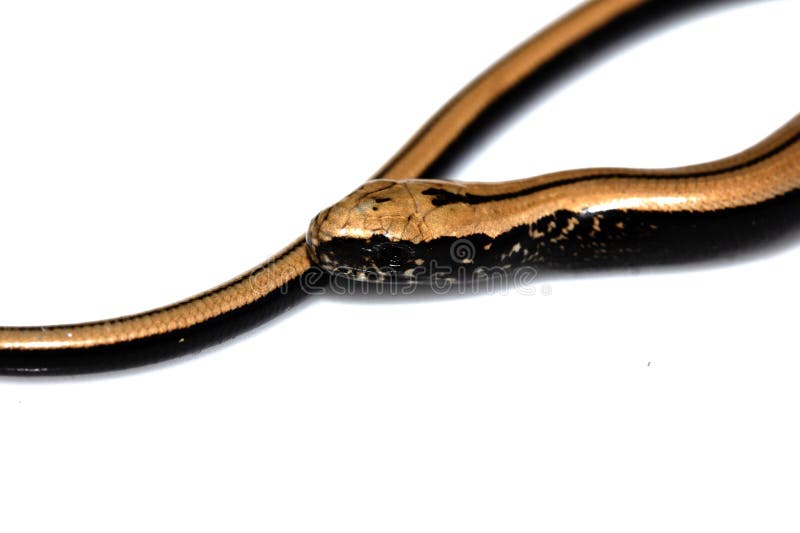 Close Up of a Baby Slow Worm Snake Isolated on a White Background Stock ...
