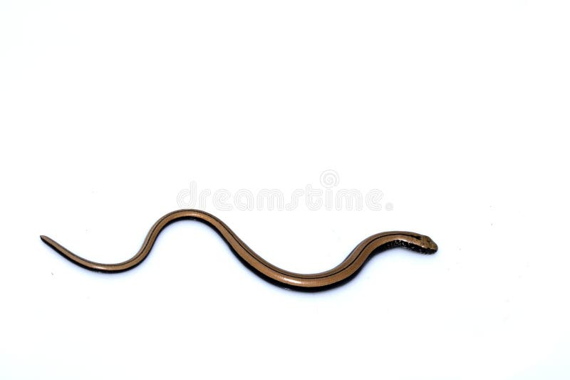 Close Up of a Baby Slow Worm Snake Isolated on a White Background Stock ...