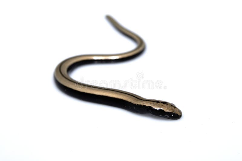 Close Up of a Baby Slow Worm Snake Isolated on a White Background Stock ...