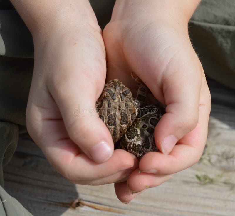 Baby Toads in Child`s Hands Stock Photo - Image of jump, cognatus ...