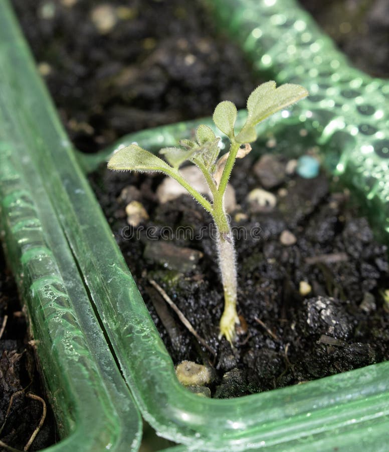 Close Up of Baby Tomato Plant Germinating in a Small Pot Stock Image ...