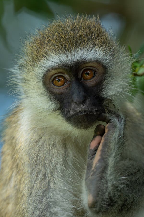 Close-up of Baby Vervet Monkey Watching Camera Stock Image - Image of ...