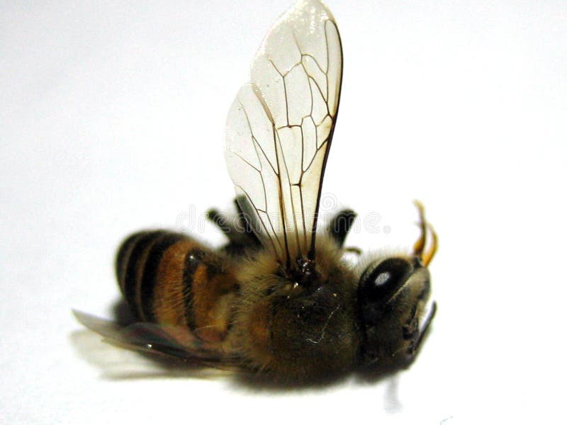 Close-up of the Back of a Dead Bee Stock Image - Image of macro, beetle ...