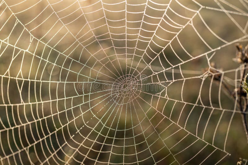 Close-Up of a Back Lighted Spider Web with Water Drops Stock Image ...