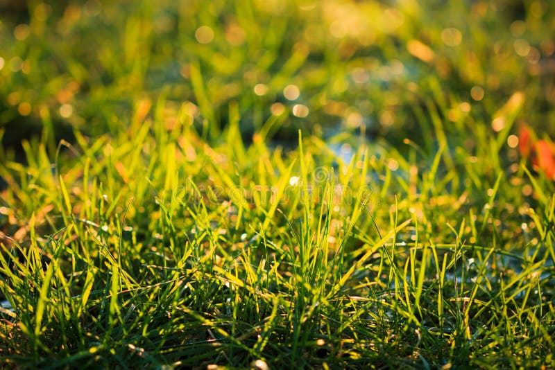 Close-up of back-lit grass stock photo. Image of back - 48133238
