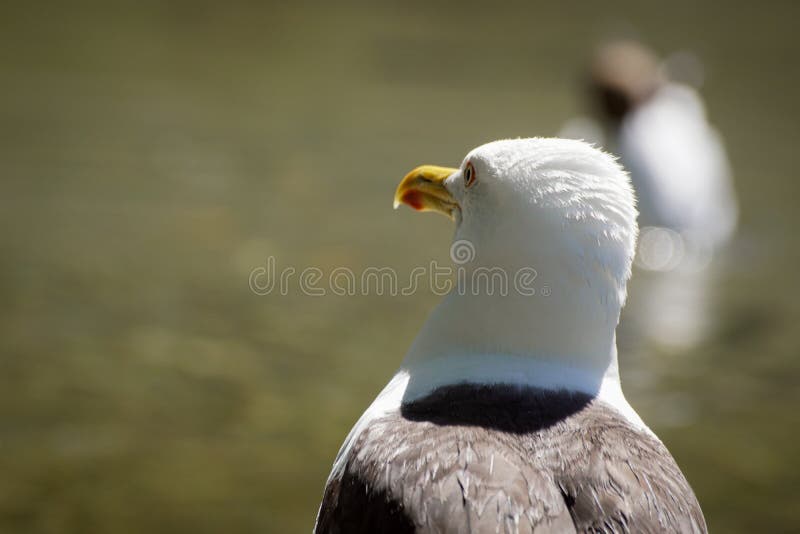 Close-up of the Back of a Seagull S Head Stock Image - Image of ...
