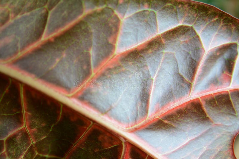 A Close Up of Back Side of Croton or Codiaeum Houseplant Leaf Stock ...