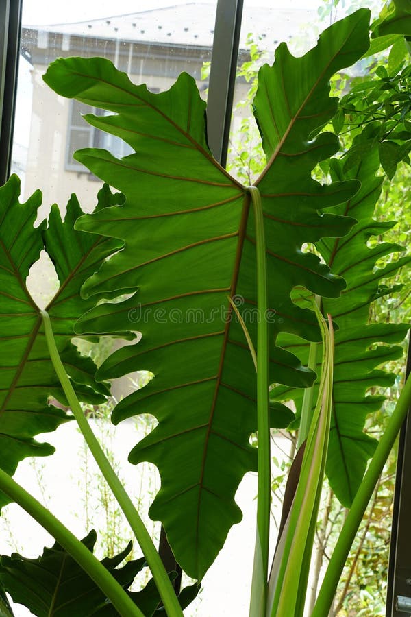 Close-up of the Back of Thaumatophyllum Leaves, Also Known As Tree ...