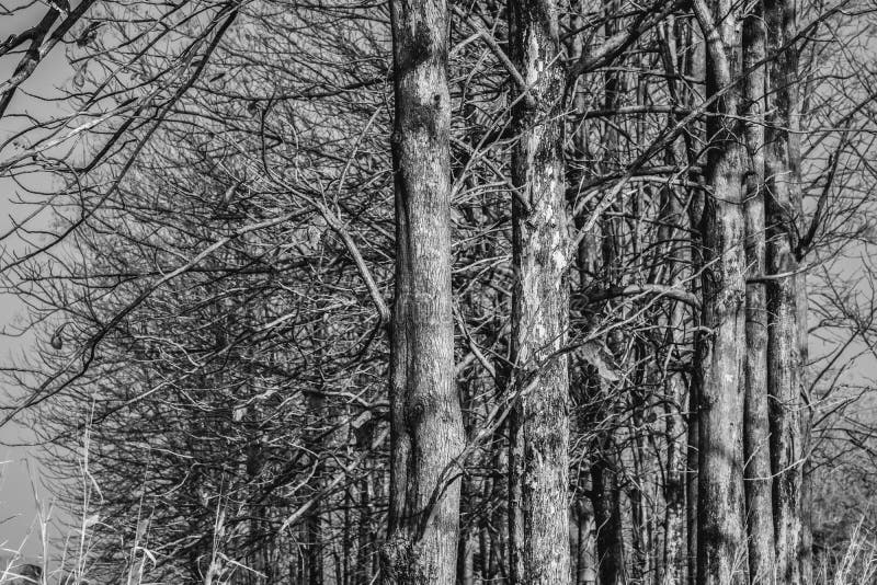 Trees Abstract stock photo. Image of silver, movement - 14088538