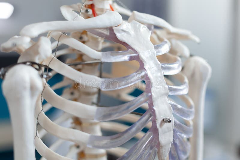 Close Up of Backbone of an Anatomical Human Skeleton Stock Photo ...