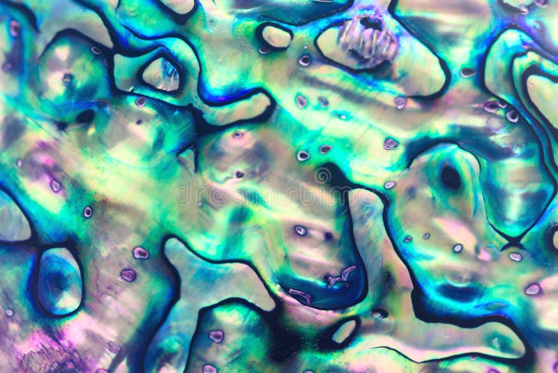 Close Up Background Of Abalone Shell Haliotis Stock Image Image Of