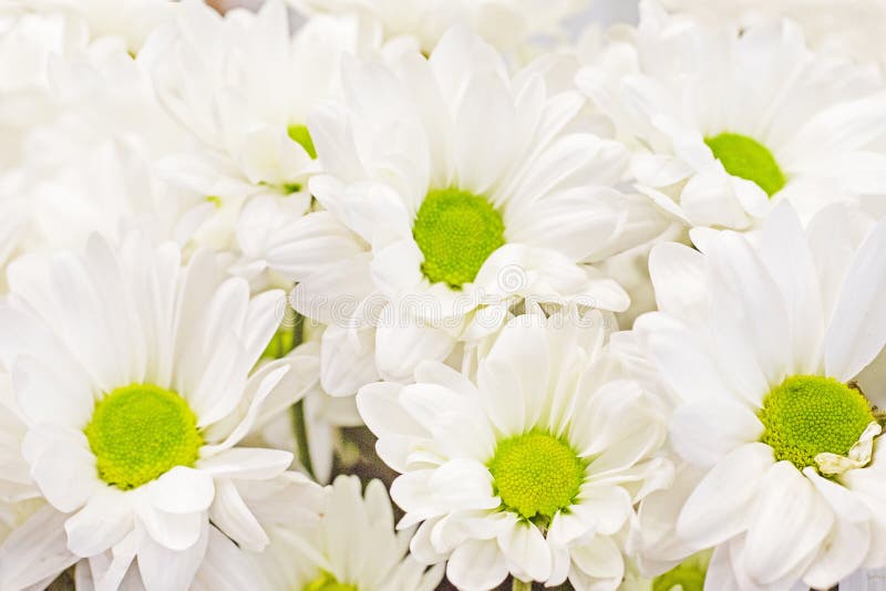Close-up Background of Delicate White Daisies Stock Image - Image of ...