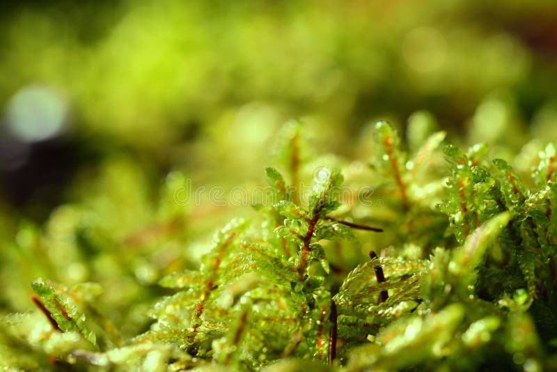 Close Up and Background of Green Damp Moss Growing on Damp Ground Stock ...