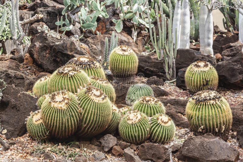 Close Up Background Image of the Kapi Olani Community College Cactus ...