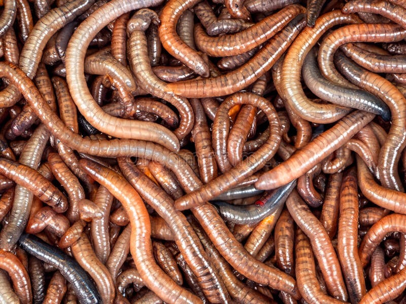 Background of the Many Worms Stock Image - Image of pile, natural ...