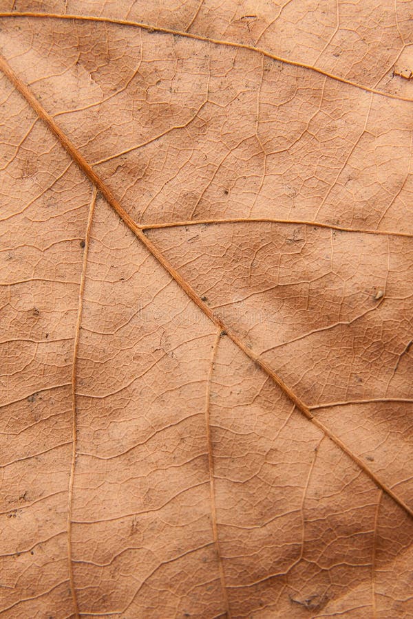 Brown Leaf Texture and Background. Dry Leaves Background Texture Stock ...