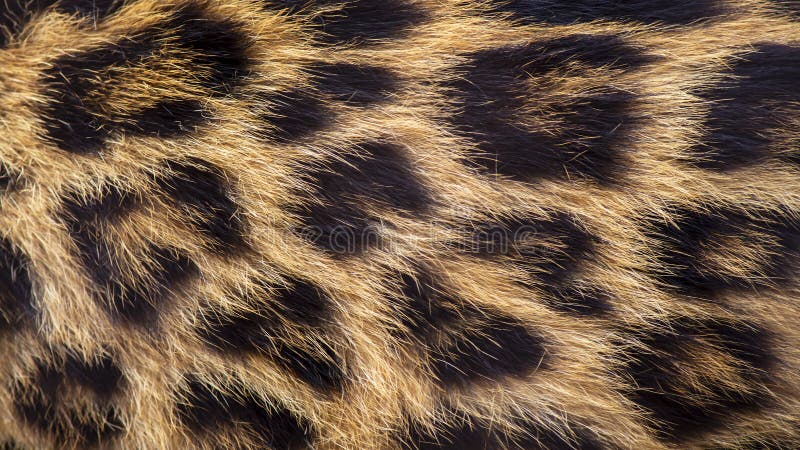 Leopard Fur Background Texture Stock Image - Image of print, background ...