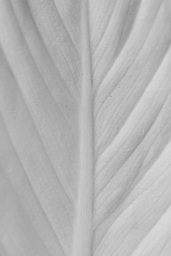 Close Up Background White Leaf Texture Stock Image - Image of floral ...
