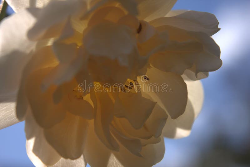 Close up of a backlit rose stock image. Image of stamen - 78190511