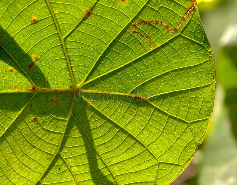 A Close-up Backlit View of a Green Leaf Revealing Its Patterns. Stock ...