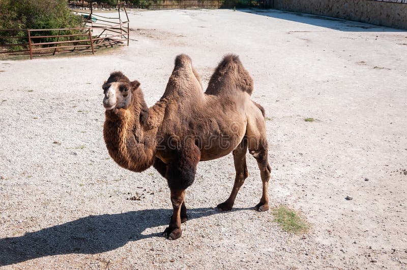 Bactrian Camel Camelus Bactrianus Stock Photo - Image of green, camelus ...