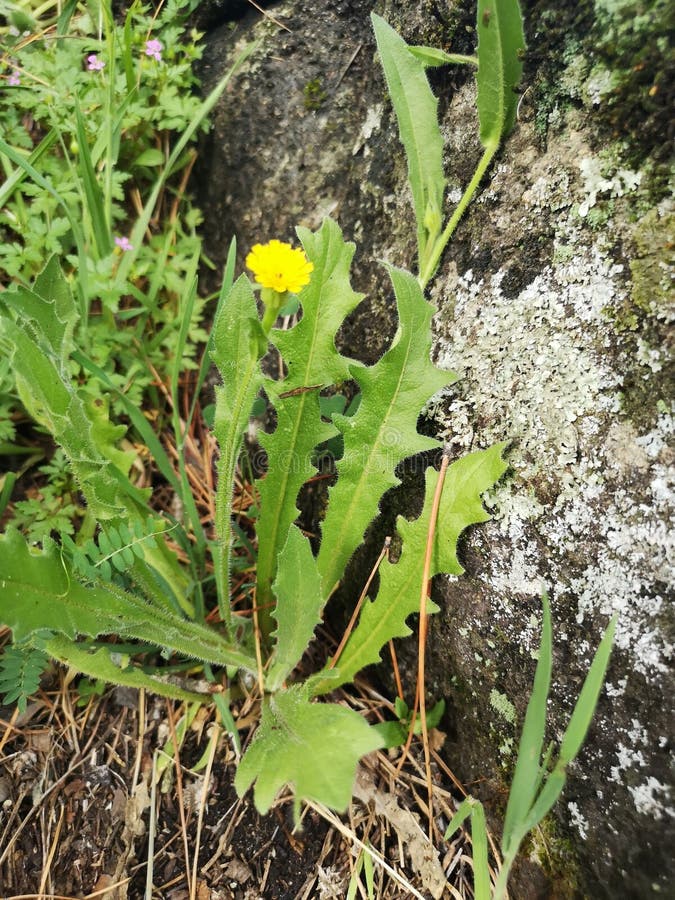 Close Up of Bad Weed in the Mountains Stock Image - Image of closeup ...