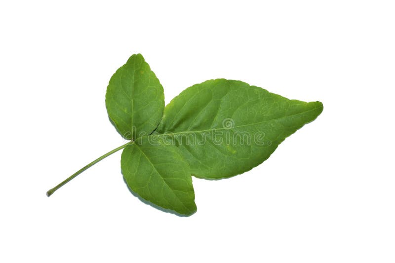 Close Up Bael Leaf on White Background Stock Image - Image of ...