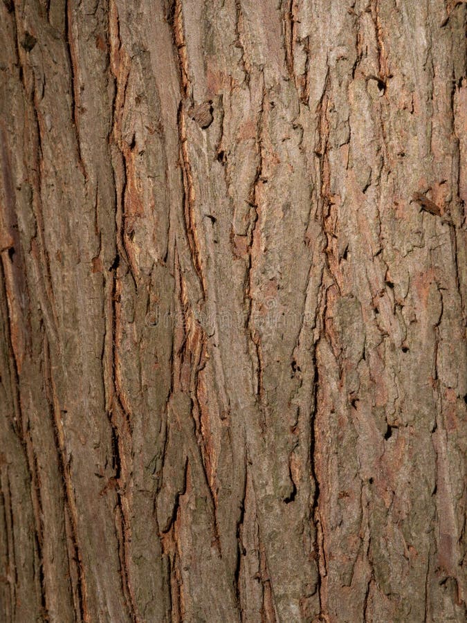 Close Up of Bald Cypress Tree Trunk Bark Stock Image - Image of ...