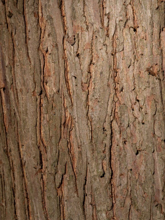 Close Up of Bald Cypress Tree Trunk Bark Stock Image - Image of ...