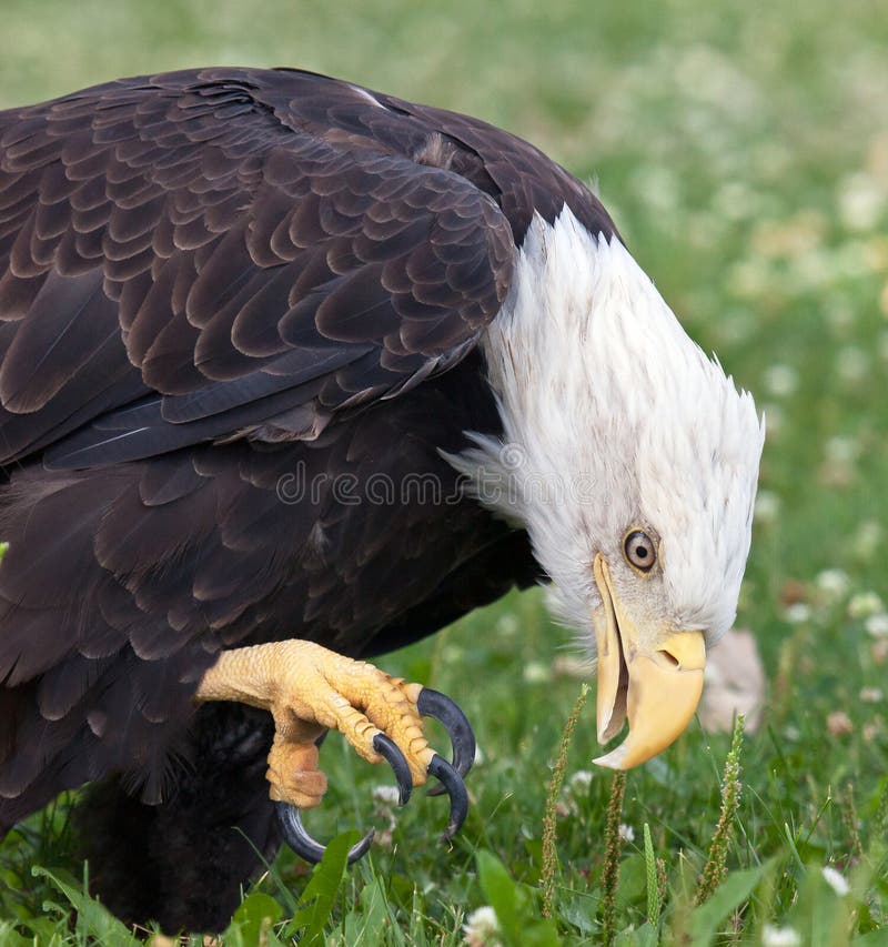 7,070 Eagle Talons Photos - Free & Royalty-Free Stock Photos from ...