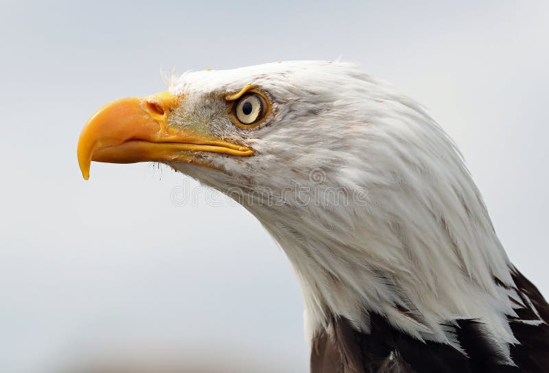 Portrait of an Angry Looking Bald Eagle Stock Image - Image of wildlife ...