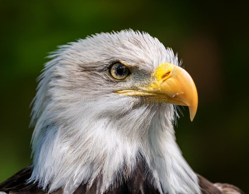 Close up of a Bald Eagle stock illustration. Illustration of quail ...
