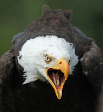 1,862 Angry Eagle Stock Photos - Free & Royalty-Free Stock Photos from ...