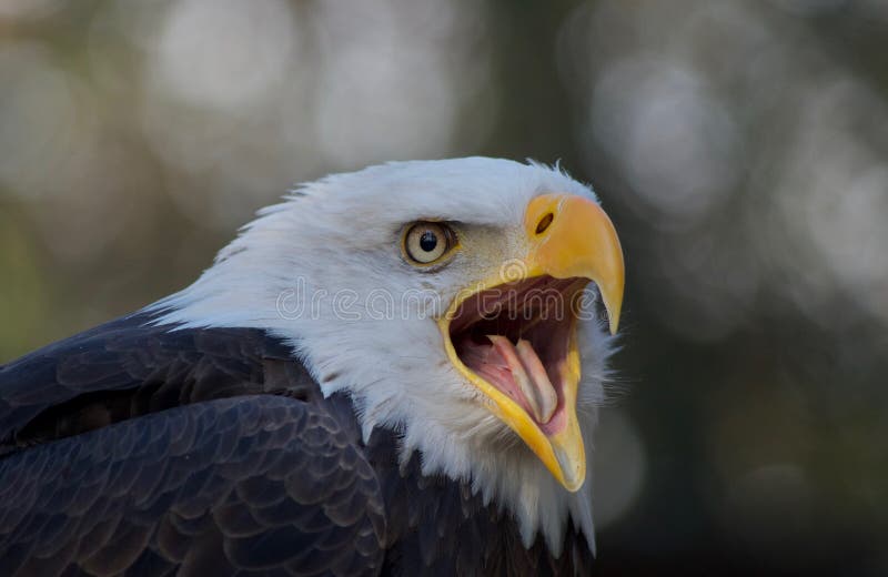 Close-up of a Bald Eagle Vocalizing, Showing Its Open Beak Stock Image ...