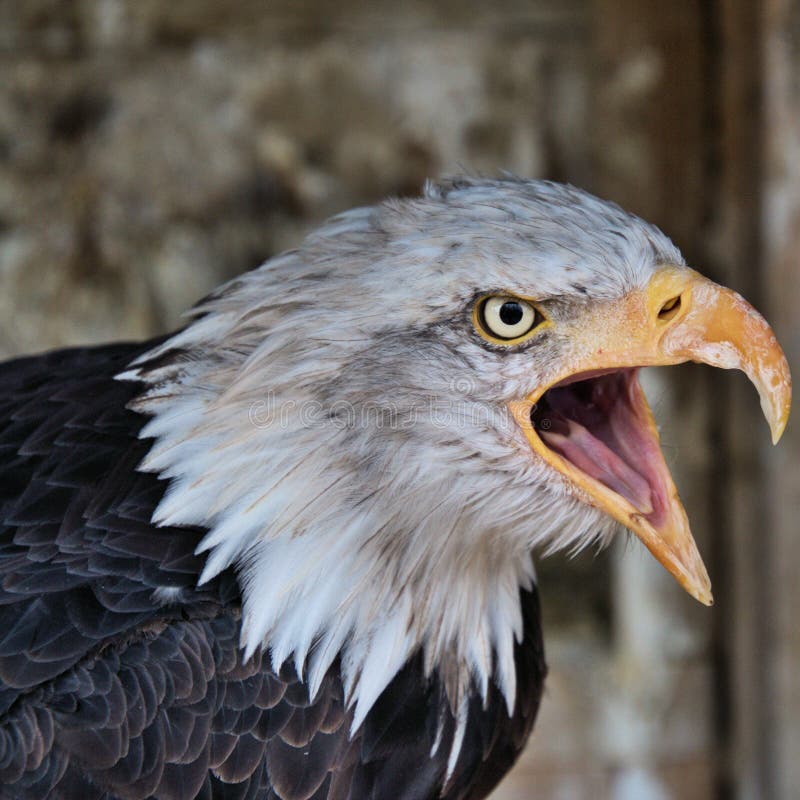 A close up of a Bald Eagle stock image. Image of bird - 159559205
