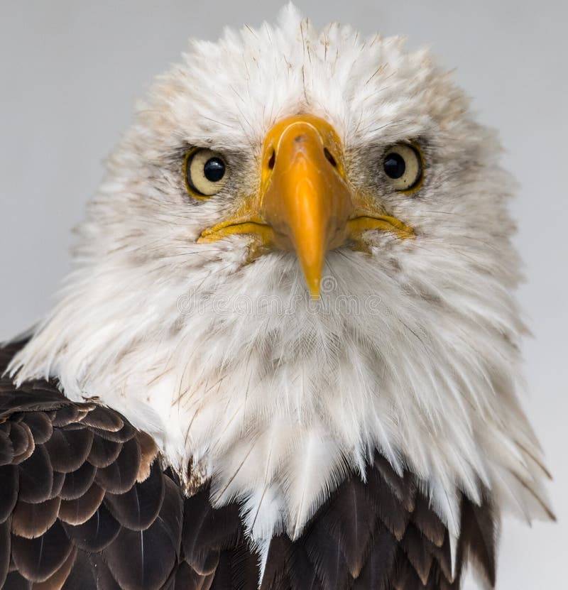 Close Up of a Bald Eagle, Yellow Beak Stock Image - Image of wildlife ...