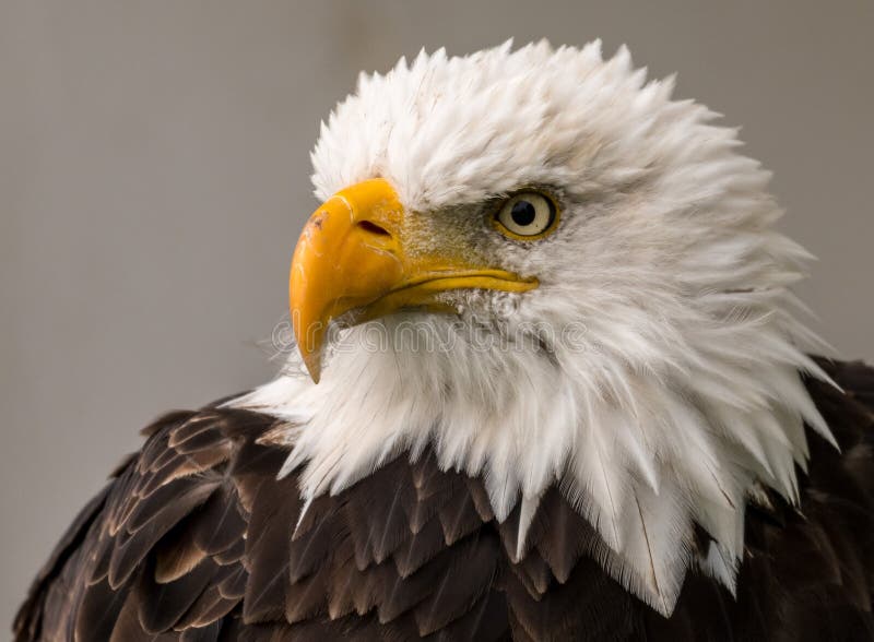 Close Up of a Bald Eagle, Yellow Beak Stock Photo - Image of hawk, bird ...