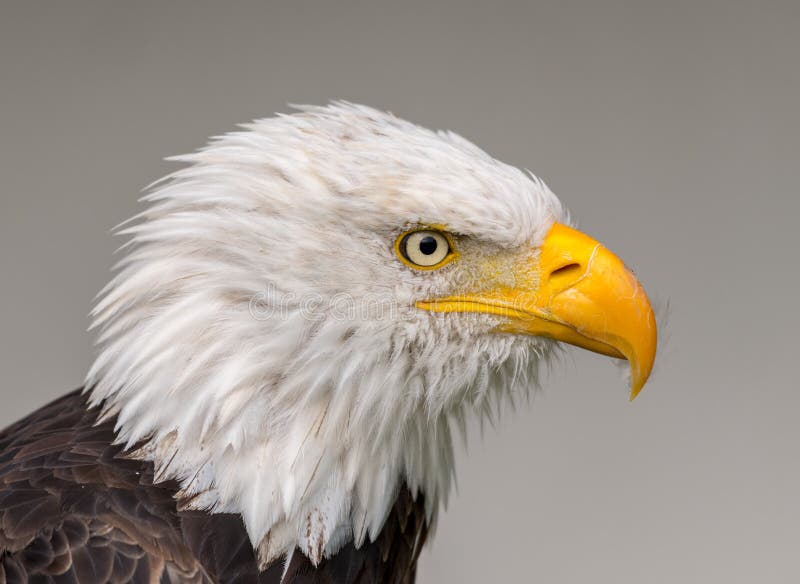Close Up of a Bald Eagle, Yellow Beak Stock Image - Image of view, wing ...
