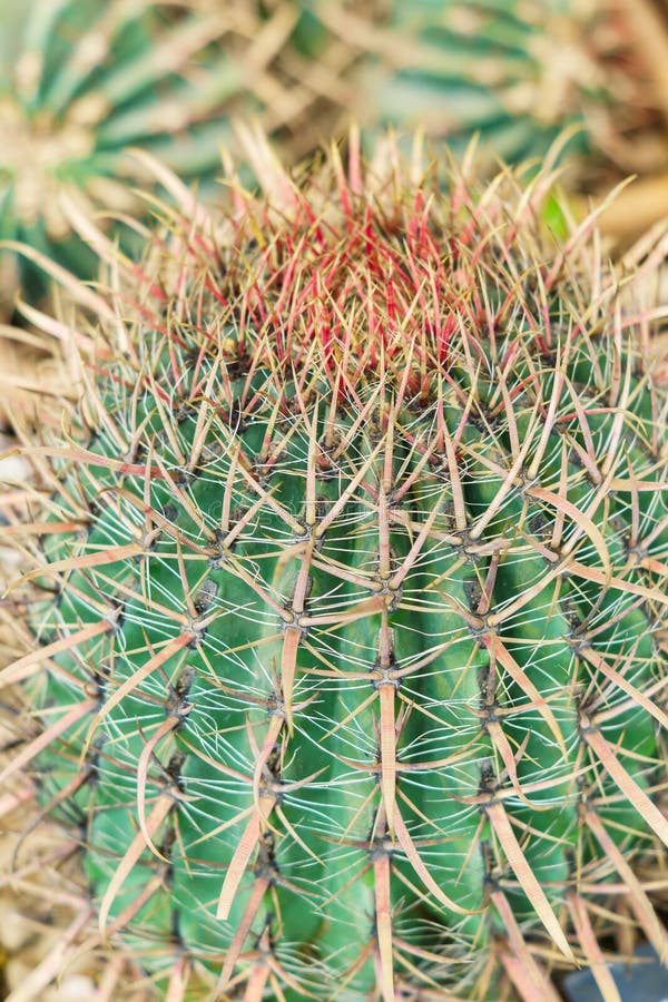 Close Up of Ball Shaped Cacti in Botanical Garden Stock Photo - Image ...