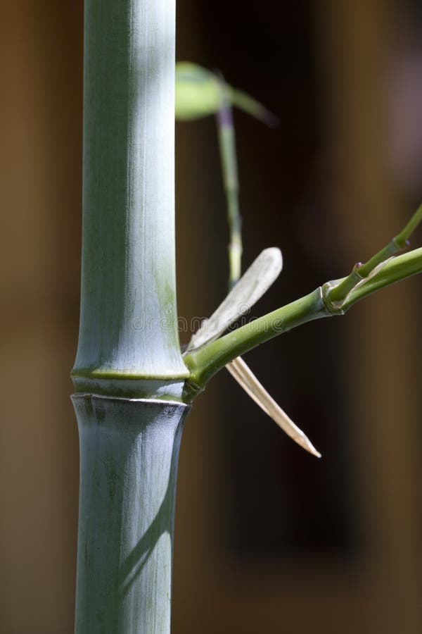 Close Up on a Bamboo Branch Stock Image - Image of closeup, environment ...