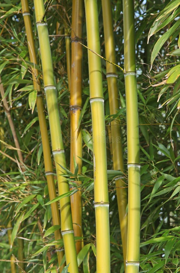 Close-up of bamboo canes stock photo. Image of bamboos - 248596364