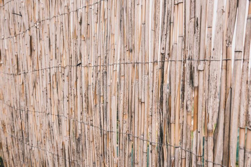 Close Up of a Bamboo Fence in a Backyard. Bamboo Fence Intertwined with ...