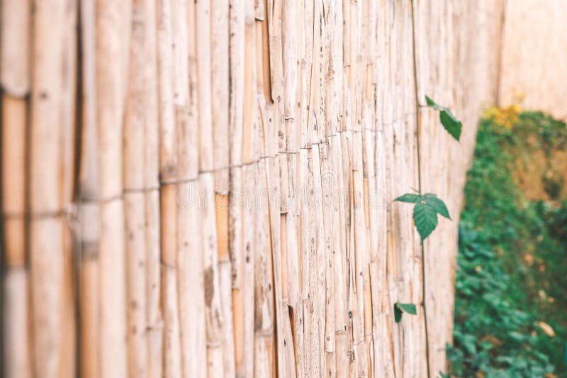 Close Up of a Bamboo Fence with Ivy in a Backyard. Bamboo Fence ...