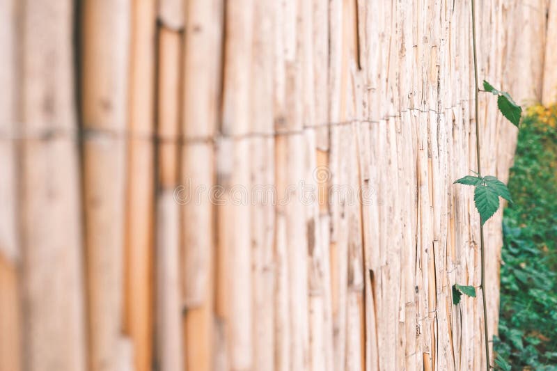 Close Up of a Bamboo Fence with Ivy in a Backyard. Bamboo Fence ...